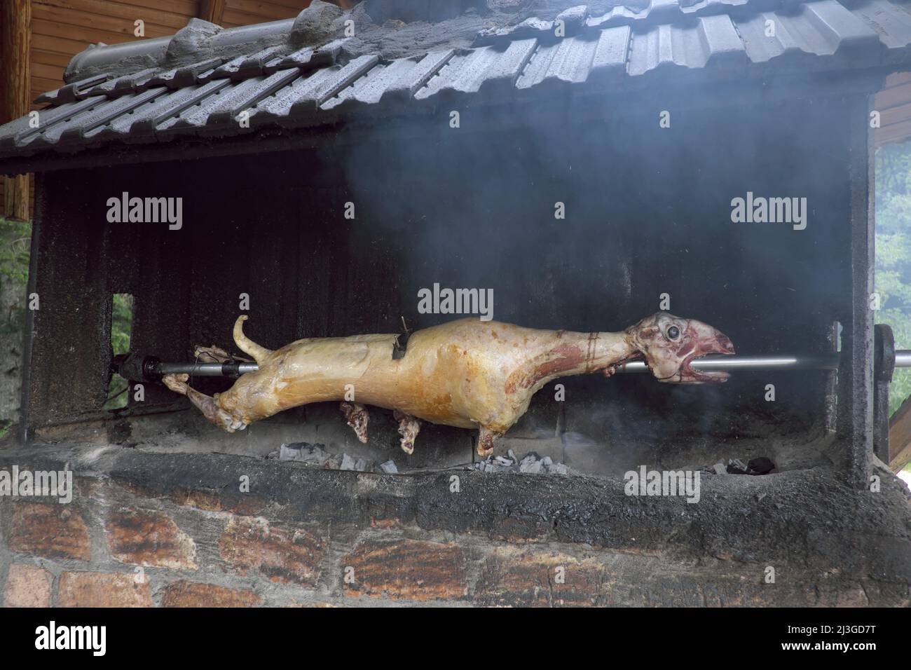 typical serbian way roasting a whole sheep on a horizontal spit Stock ...