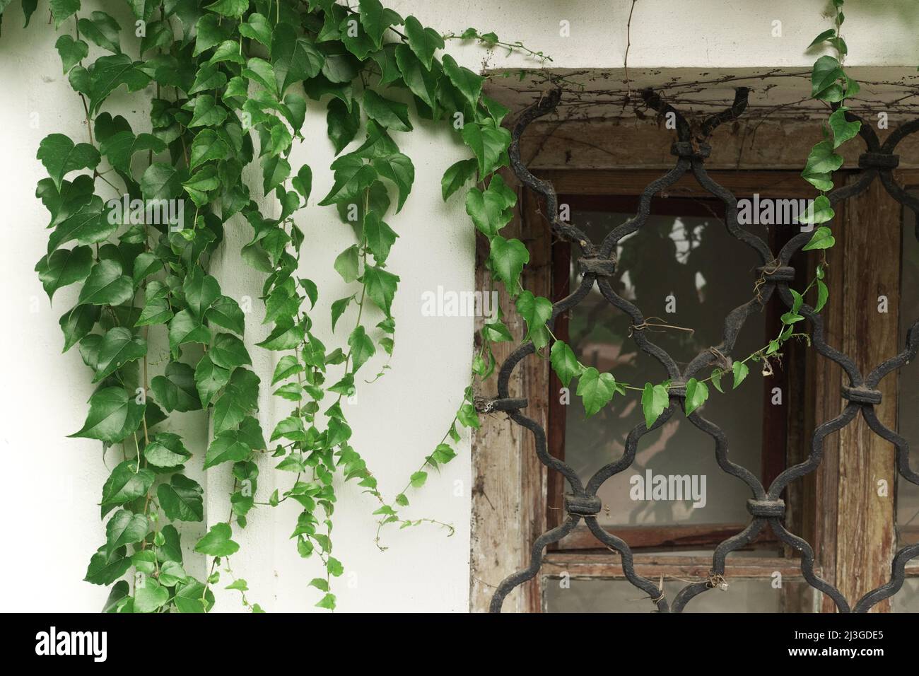 outdoor lush green leaves composition and decorative wrought iron ...