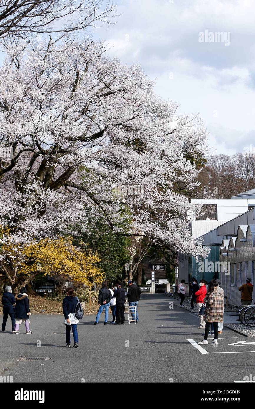 iida, nagano, japan, 2022/02/04 , the Osahime Edohigan Cherry Tree. It ...