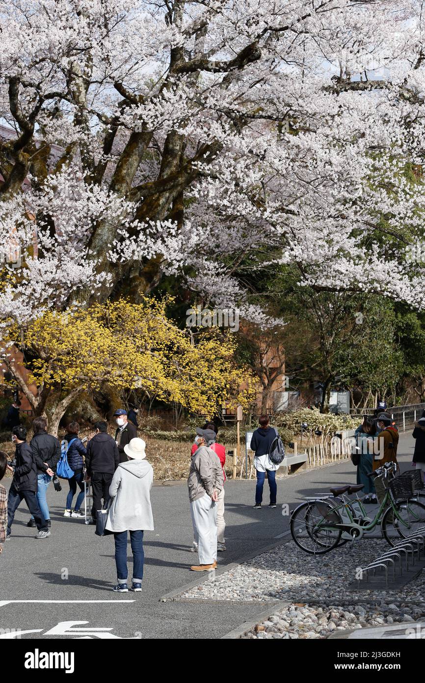 iida, nagano, japan, 2022/02/04 , the Osahime Edohigan Cherry Tree. It ...