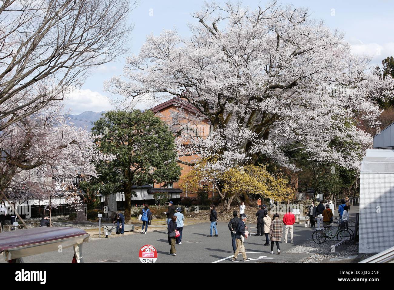 iida, nagano, japan, 2022/02/04 , the Osahime Edohigan Cherry Tree. It ...