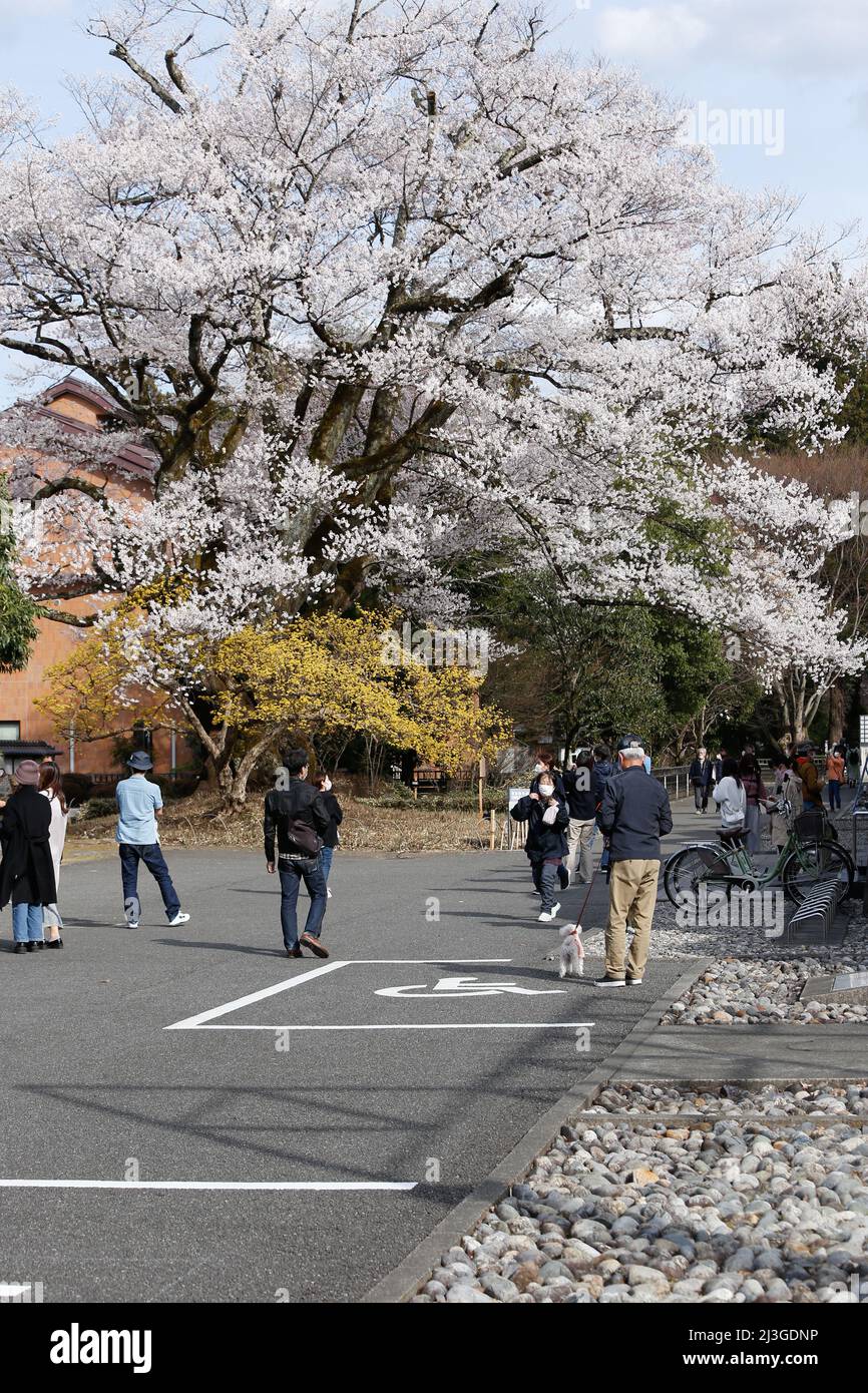iida, nagano, japan, 2022/02/04 , the Osahime Edohigan Cherry Tree. It ...