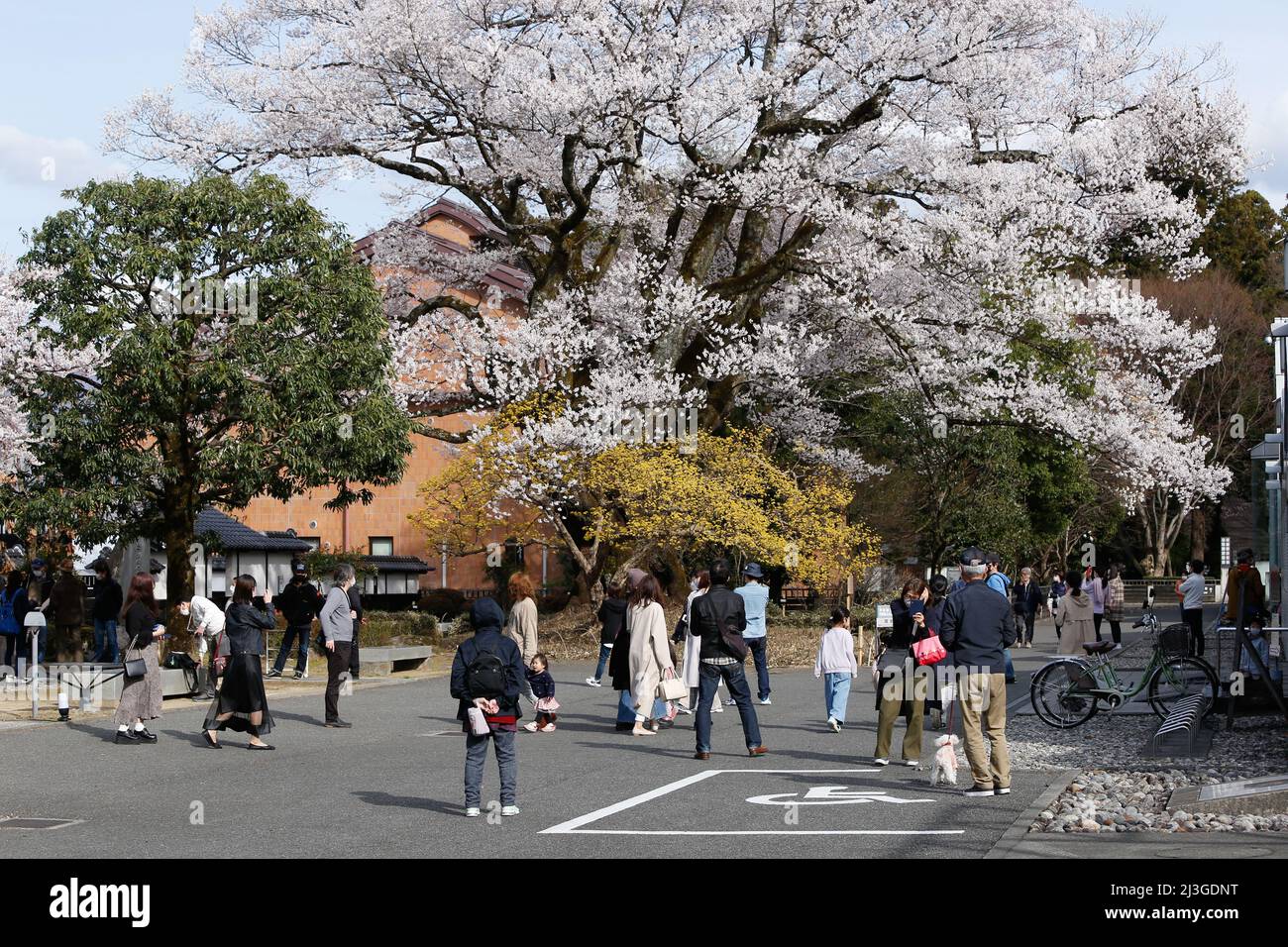 iida, nagano, japan, 2022/02/04 , the Osahime Edohigan Cherry Tree. It ...