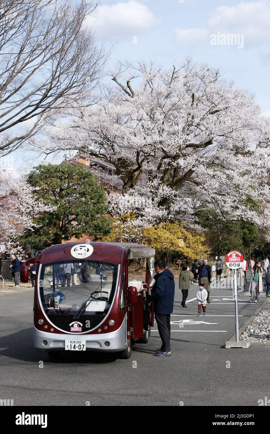 iida, nagano, japan, 2022/02/04 , the Osahime Edohigan Cherry Tree. It ...
