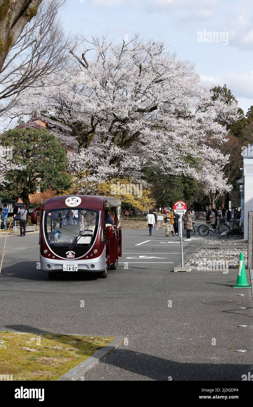 iida, nagano, japan, 2022/02/04 , the Osahime Edohigan Cherry Tree. It ...
