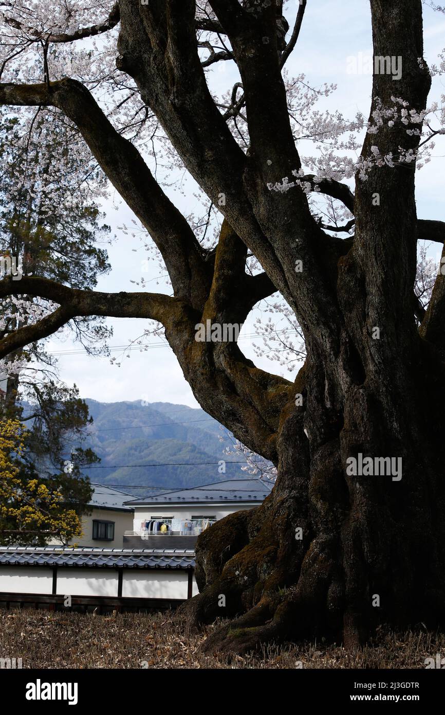 iida, nagano, japan, 2022/02/04 , the Osahime Edohigan Cherry Tree. It ...