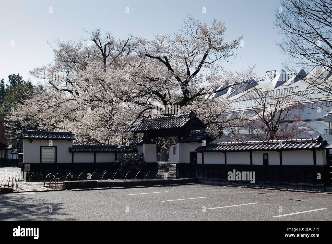 iida, nagano, japan, 2022/02/04 , the Osahime Edohigan Cherry Tree. It ...