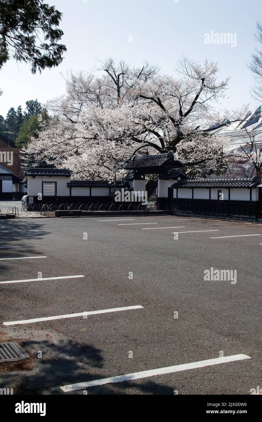 iida, nagano, japan, 2022/02/04 , the Osahime Edohigan Cherry Tree. It ...