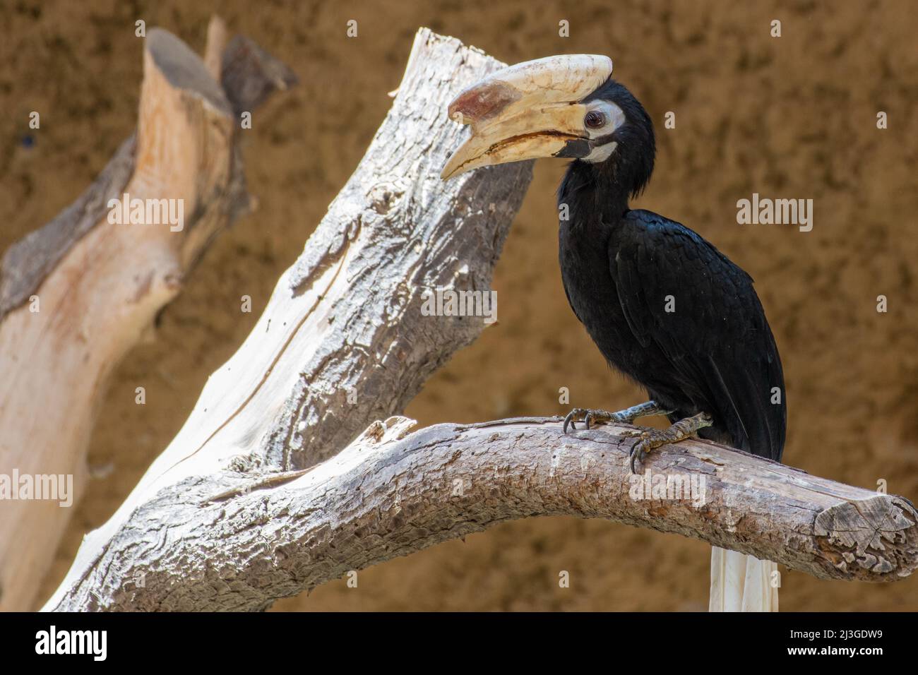 Palawan hornbill hi-res stock photography and images - Alamy