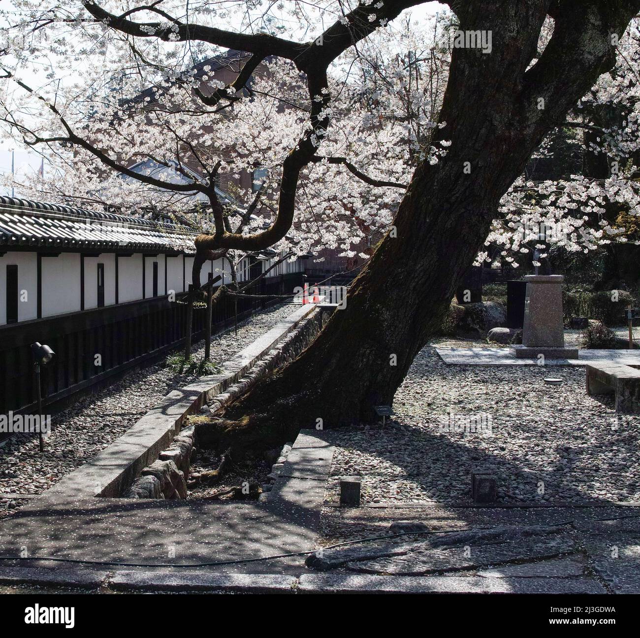 iida, nagano, japan, 2022/02/04 , cherry trees in front of Iida museum ...