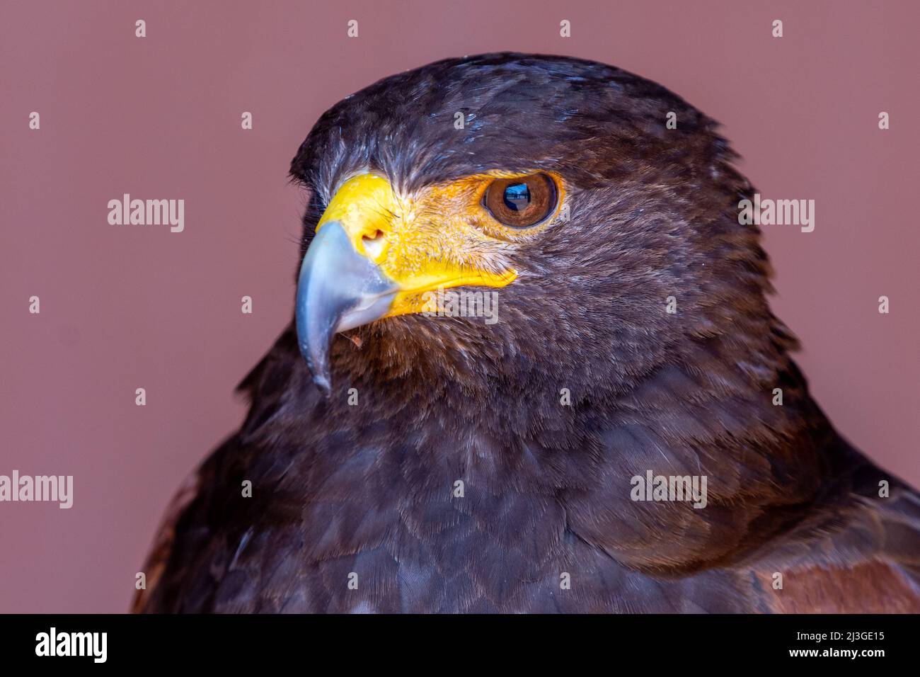 Harris’s hawk prey attack hi-res stock photography and images - Alamy