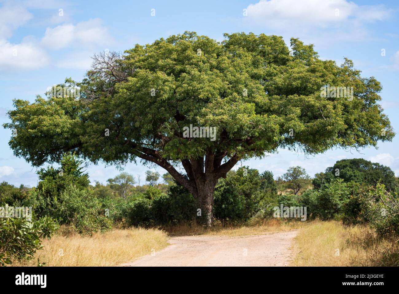 Marula tree sclerocarya birrea hi-res stock photography and images - Alamy
