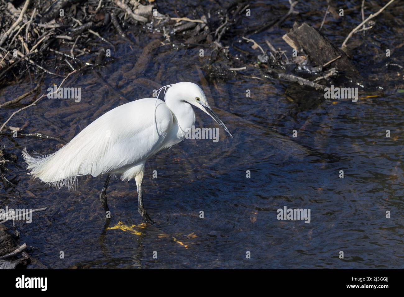 Little egret (Egretta garzetta) spring season pure white plumage head ...