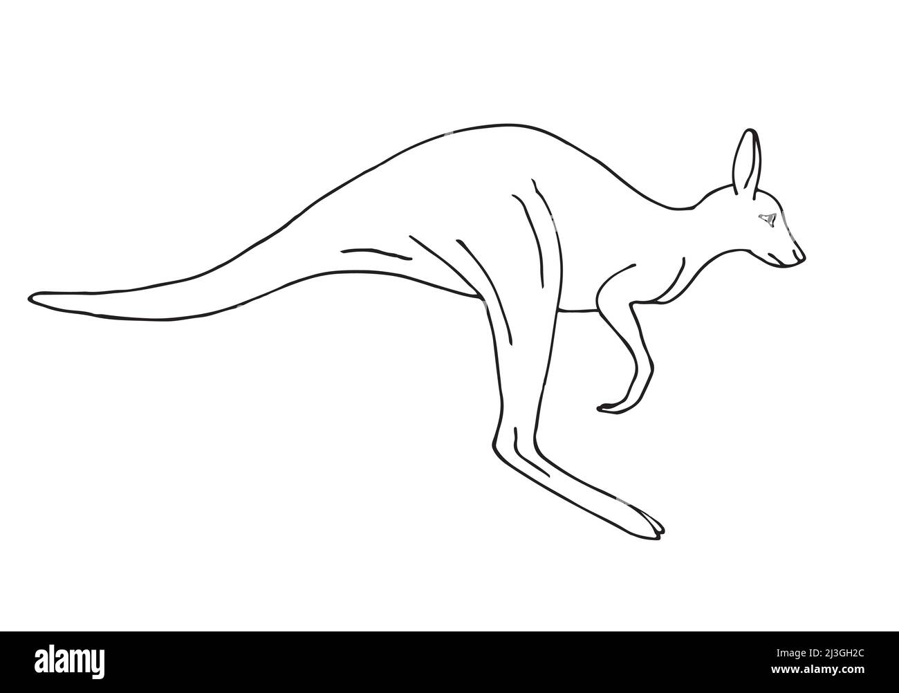 Vector hand drawn sketch doodle kangaroo isolated on white background ...