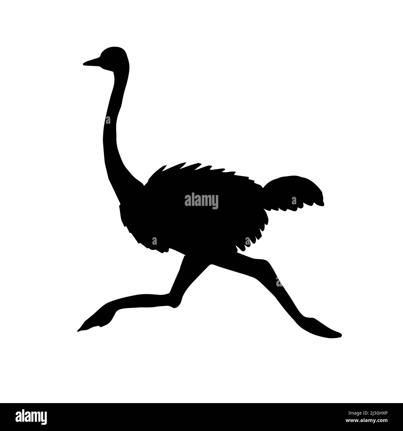 Vector black running ostrich silhouette isolated on white background ...