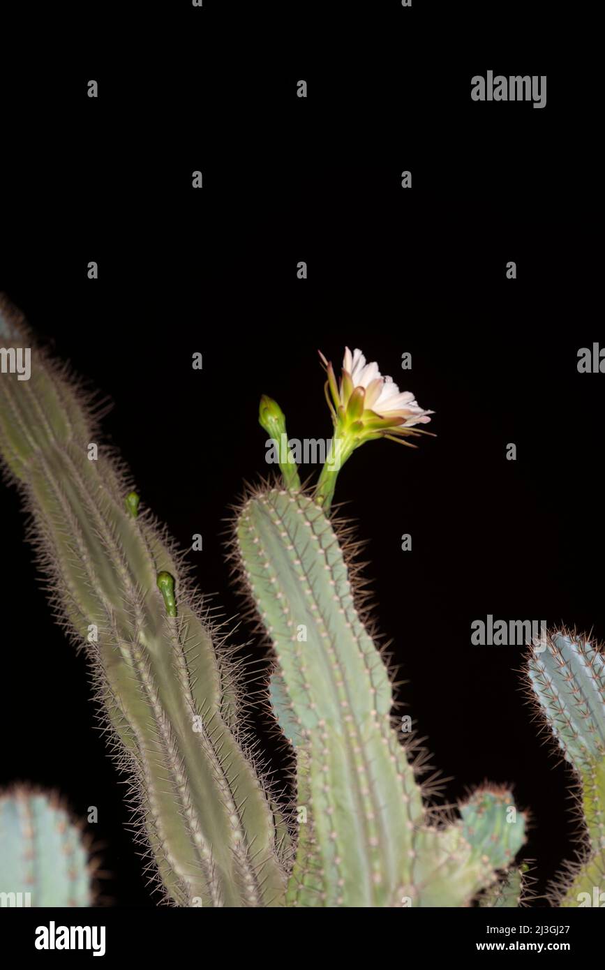 Night blooming cereus peruvianus hi-res stock photography and images ...