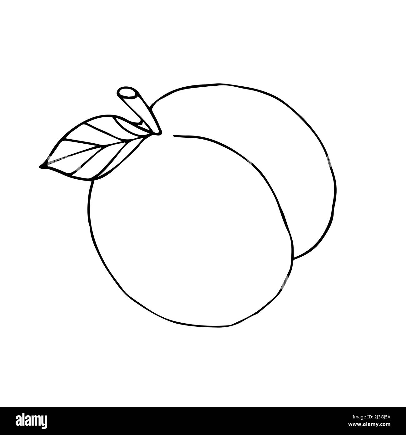 Vector hand drawn sketch doodle outline peach isolated on white ...
