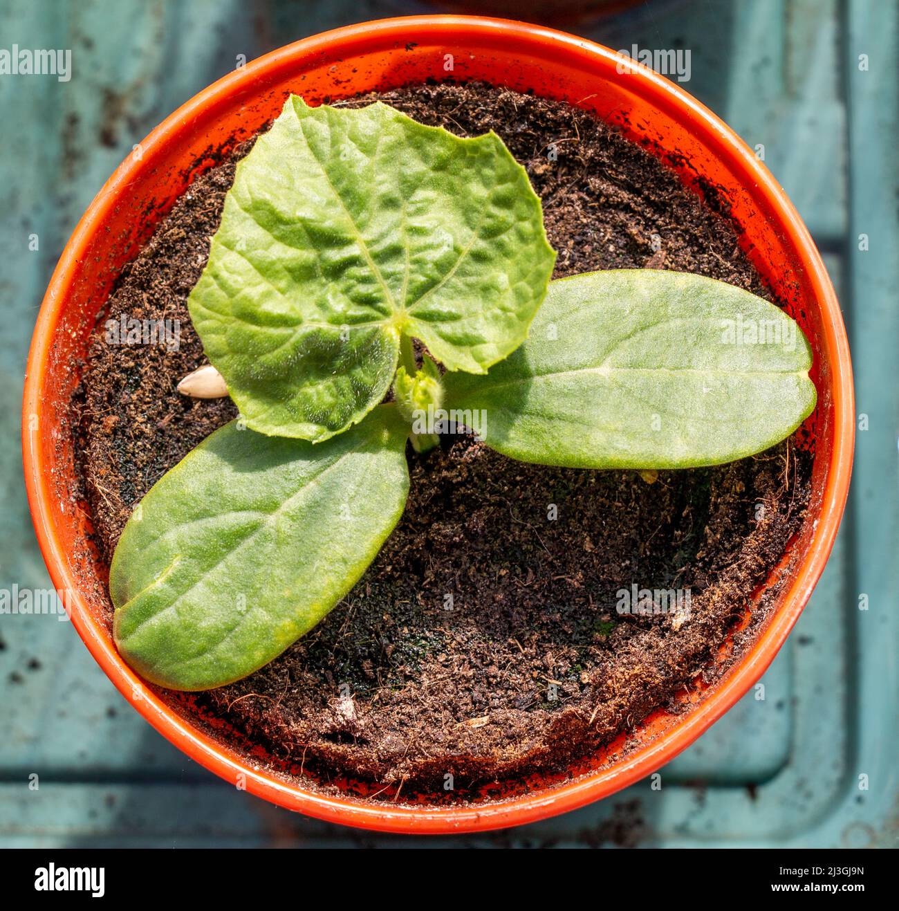 Cucumber plant seedlings growing in 3 inch pots Stock Photo - Alamy