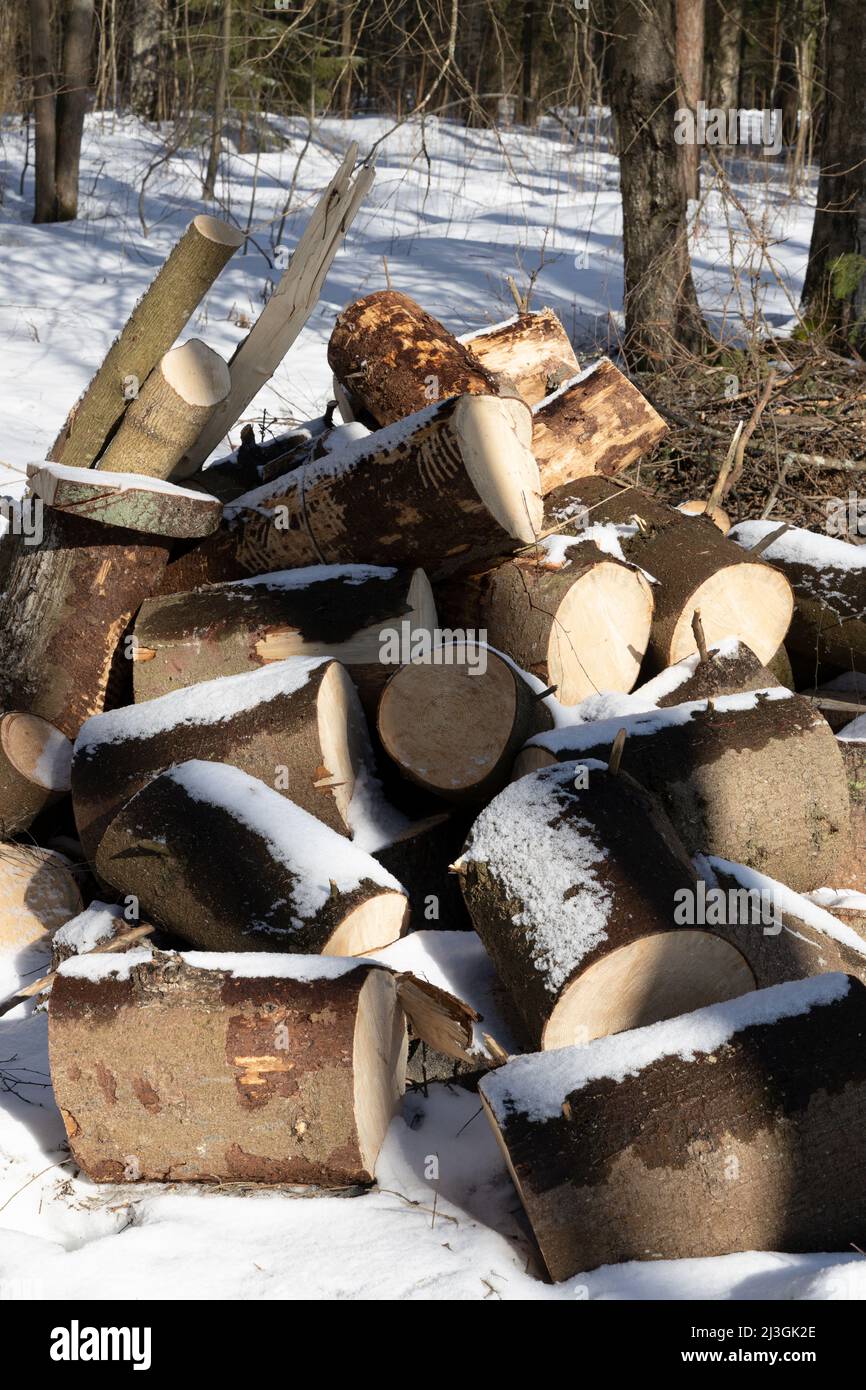 Wooden logs piled up against the background of snow and covered with ...