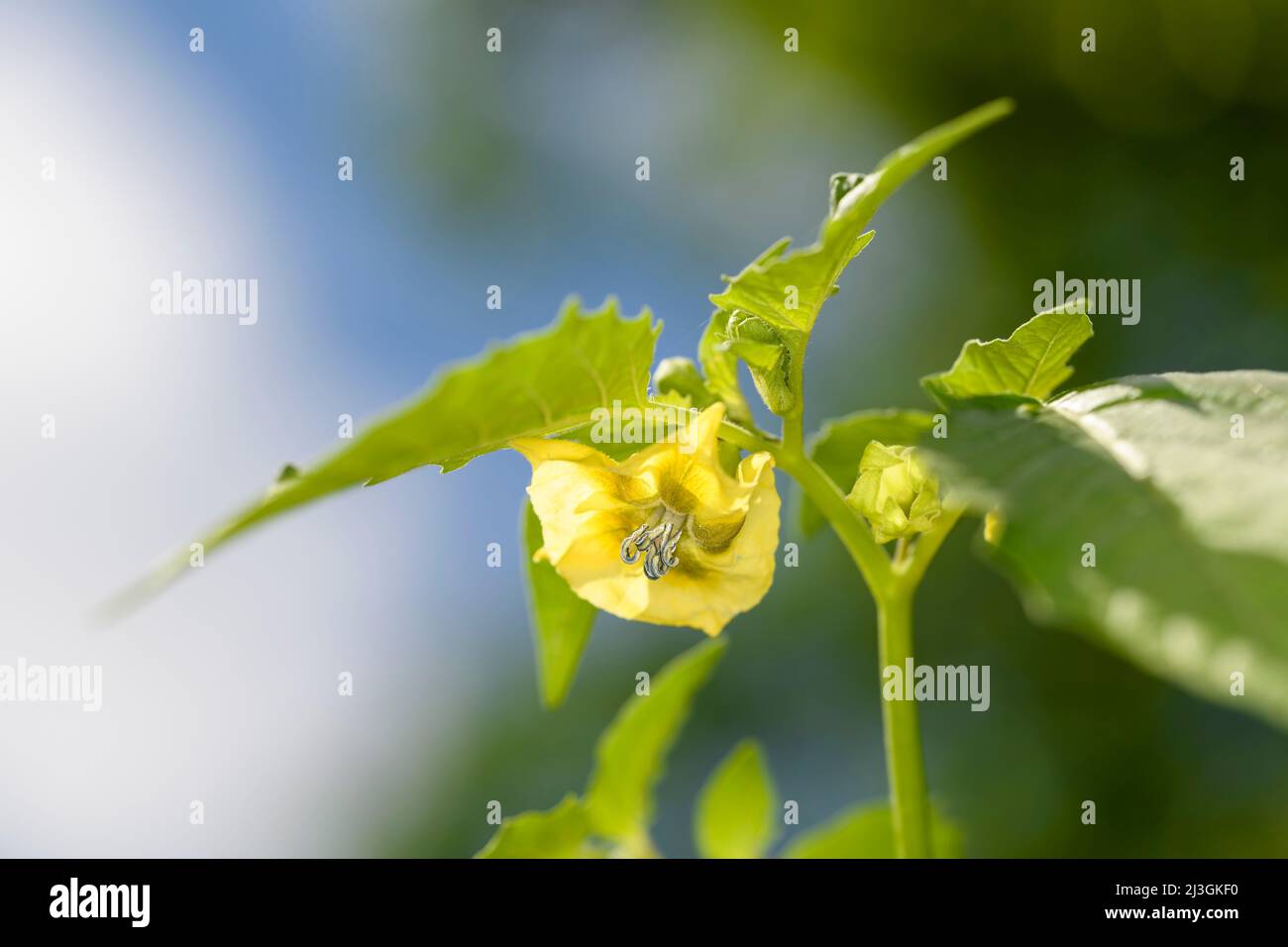 The tomatillo (Physalis philadelphica and Physalis ixocarpa), also ...