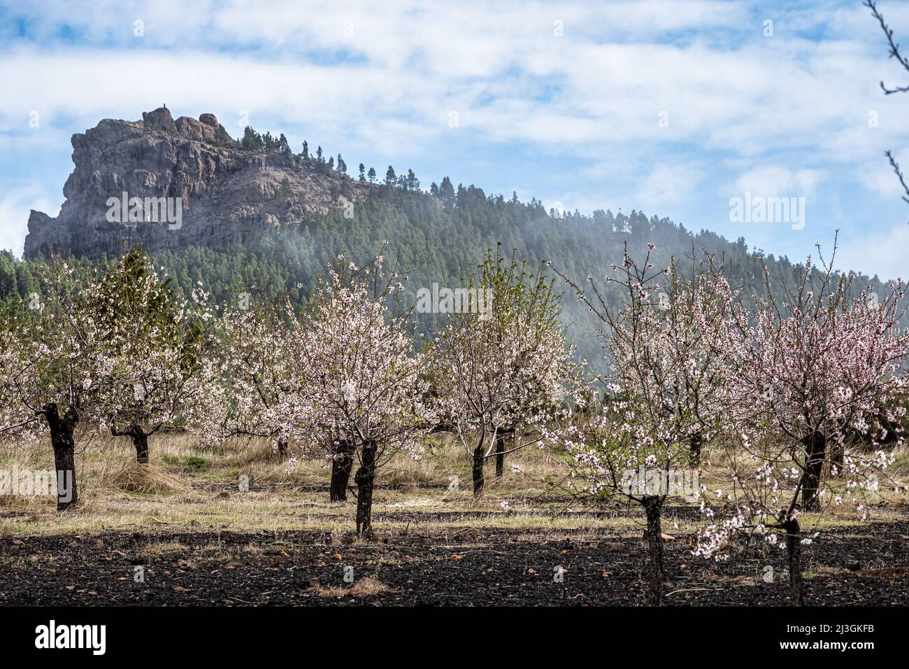 Gran Canaria, Caldera de Tejeda in February, almond trees in full bloom ...