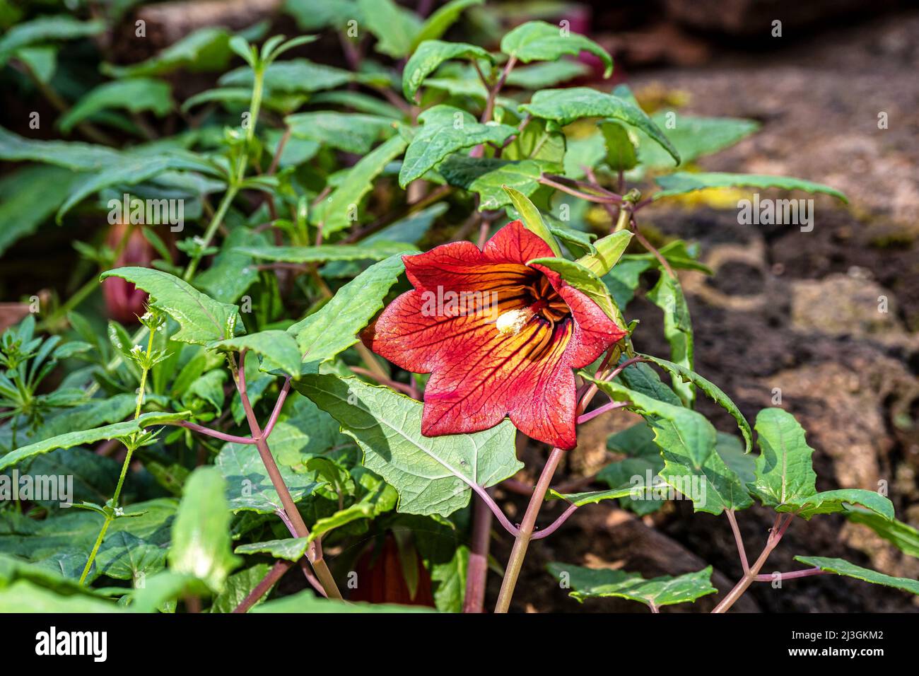 Flowers of Canary Island bellflower, Canarina canariensis at the Finca ...