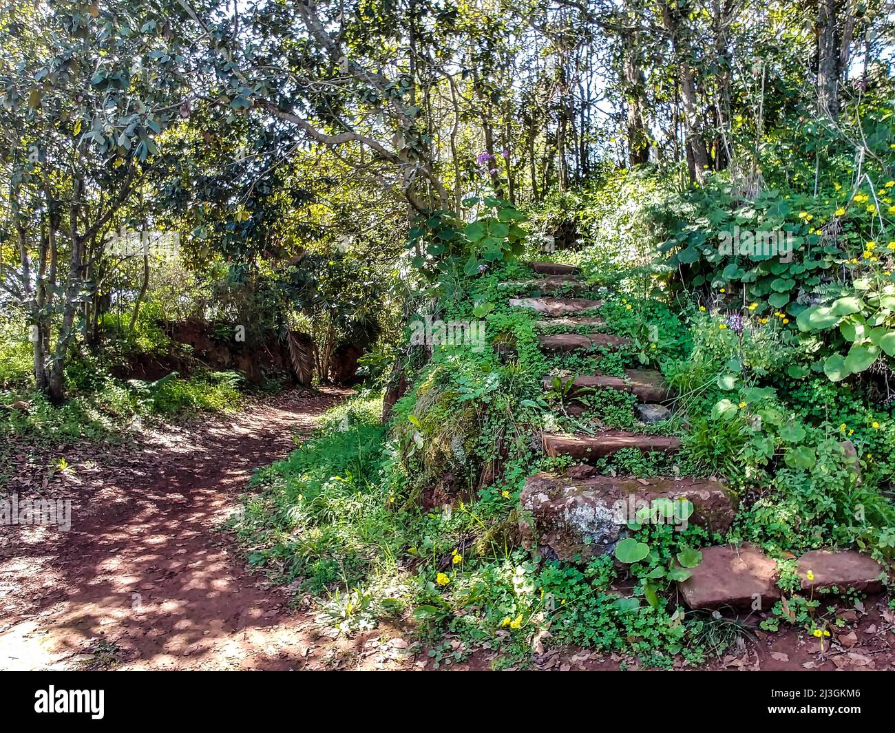 Flowers and trees in the Finca de Osorio Botanical Park near Teror ...