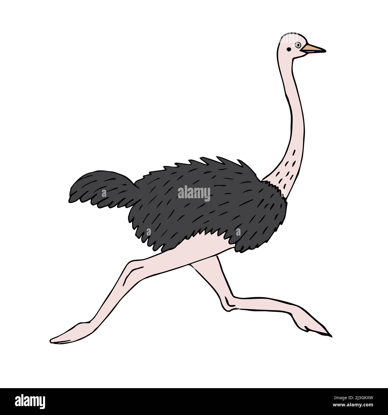 Vector hand drawn colored sketch doodle ostrich isolated on white ...