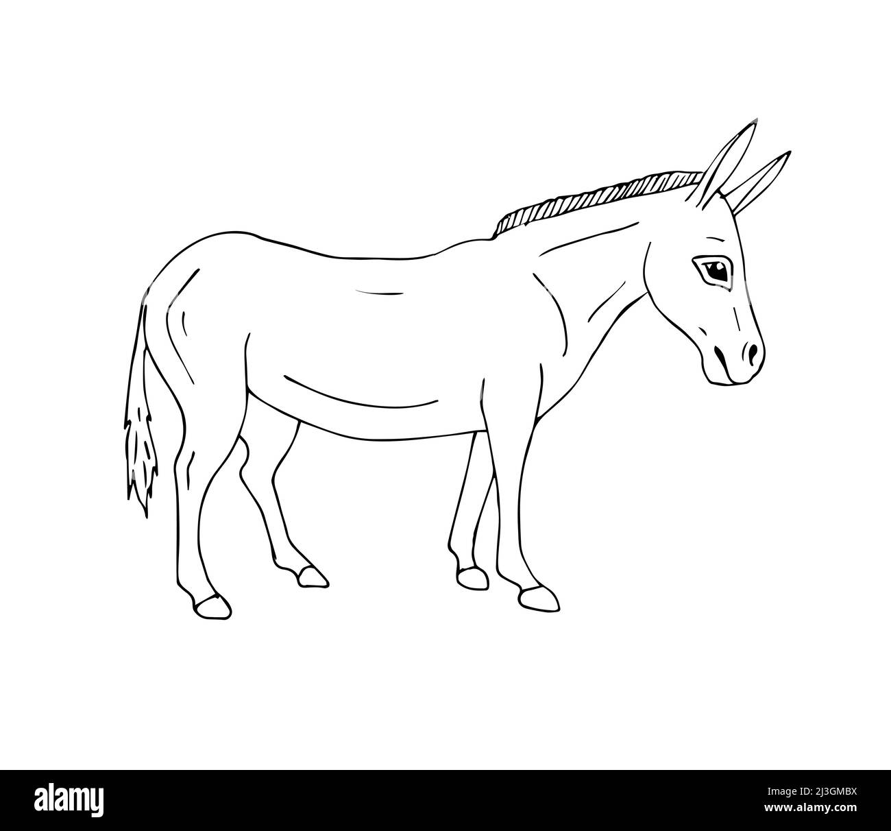 Vector hand drawn doodle sketch donkey isolated on white background ...