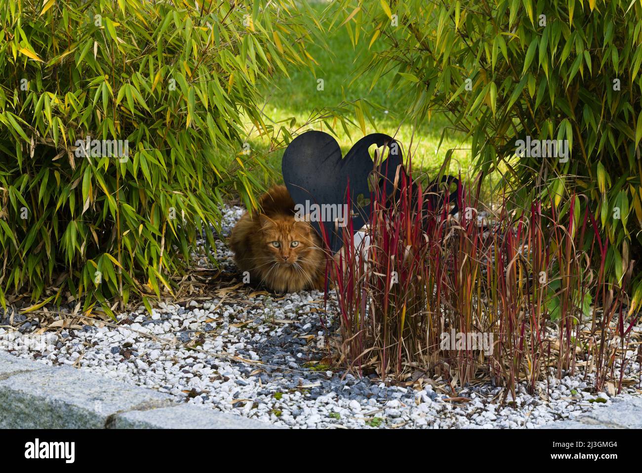 Deep animal look hi-res stock photography and images - Alamy