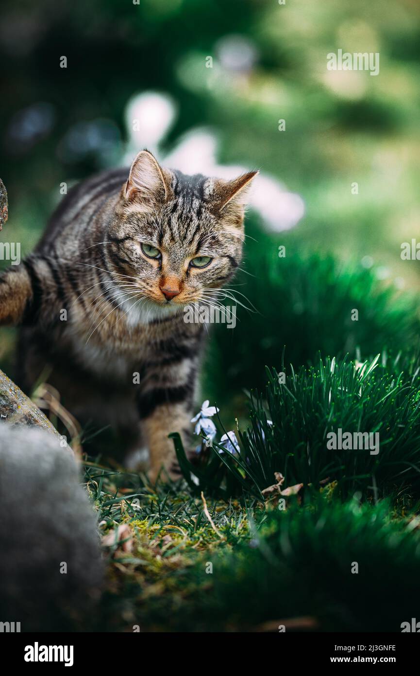 Cats on the hunt and in nature. cool cat. looking for somthing to hunt ...
