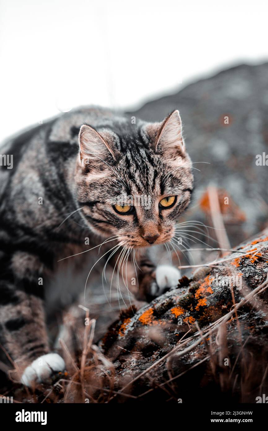 Cats on the hunt and in nature. cool cat. looking for somthing to hunt ...