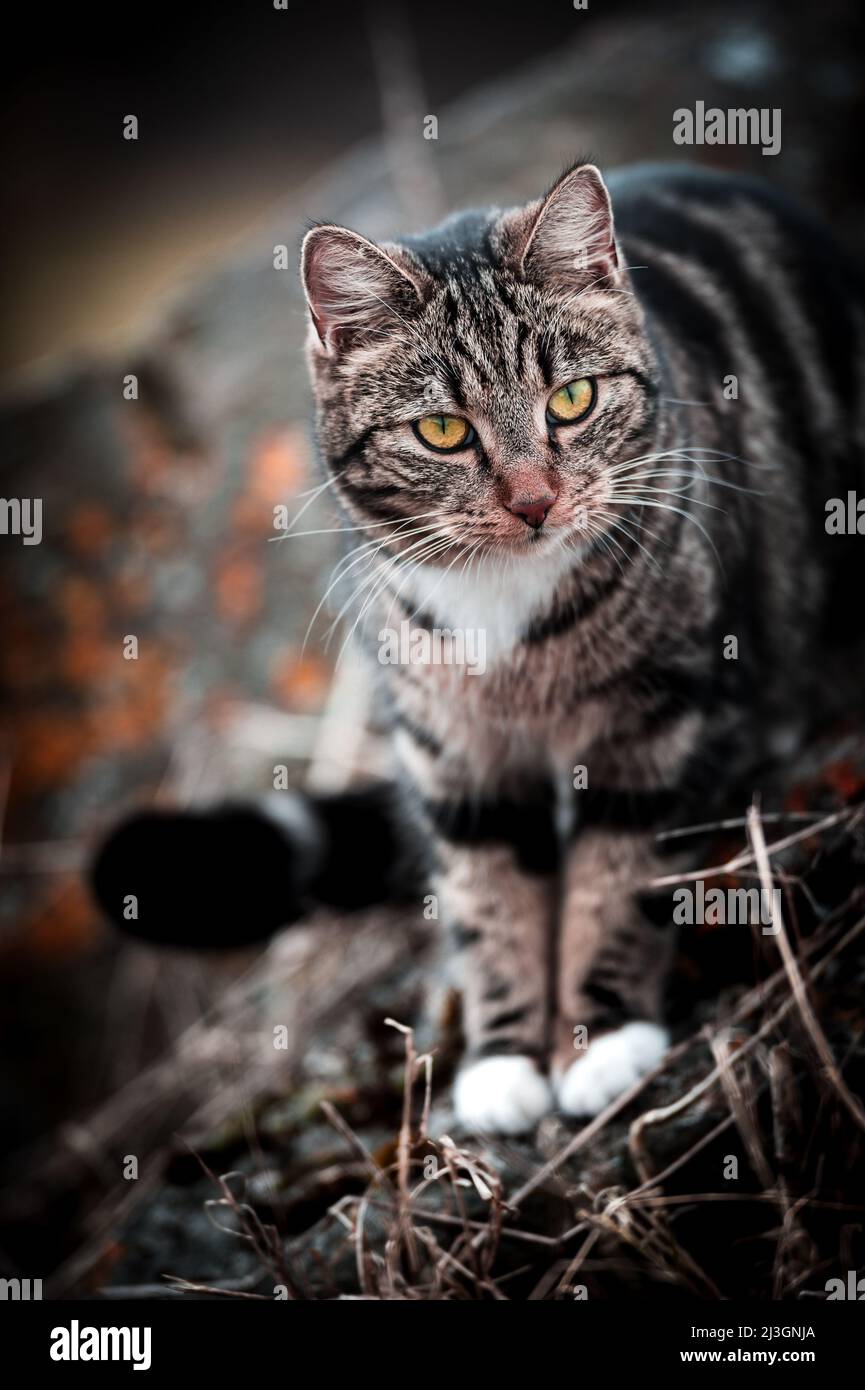 Cool Looking Cats