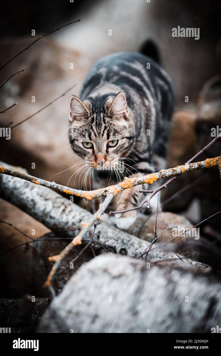 Cats on the hunt and in nature. cool cat. looking for somthing to hunt ...