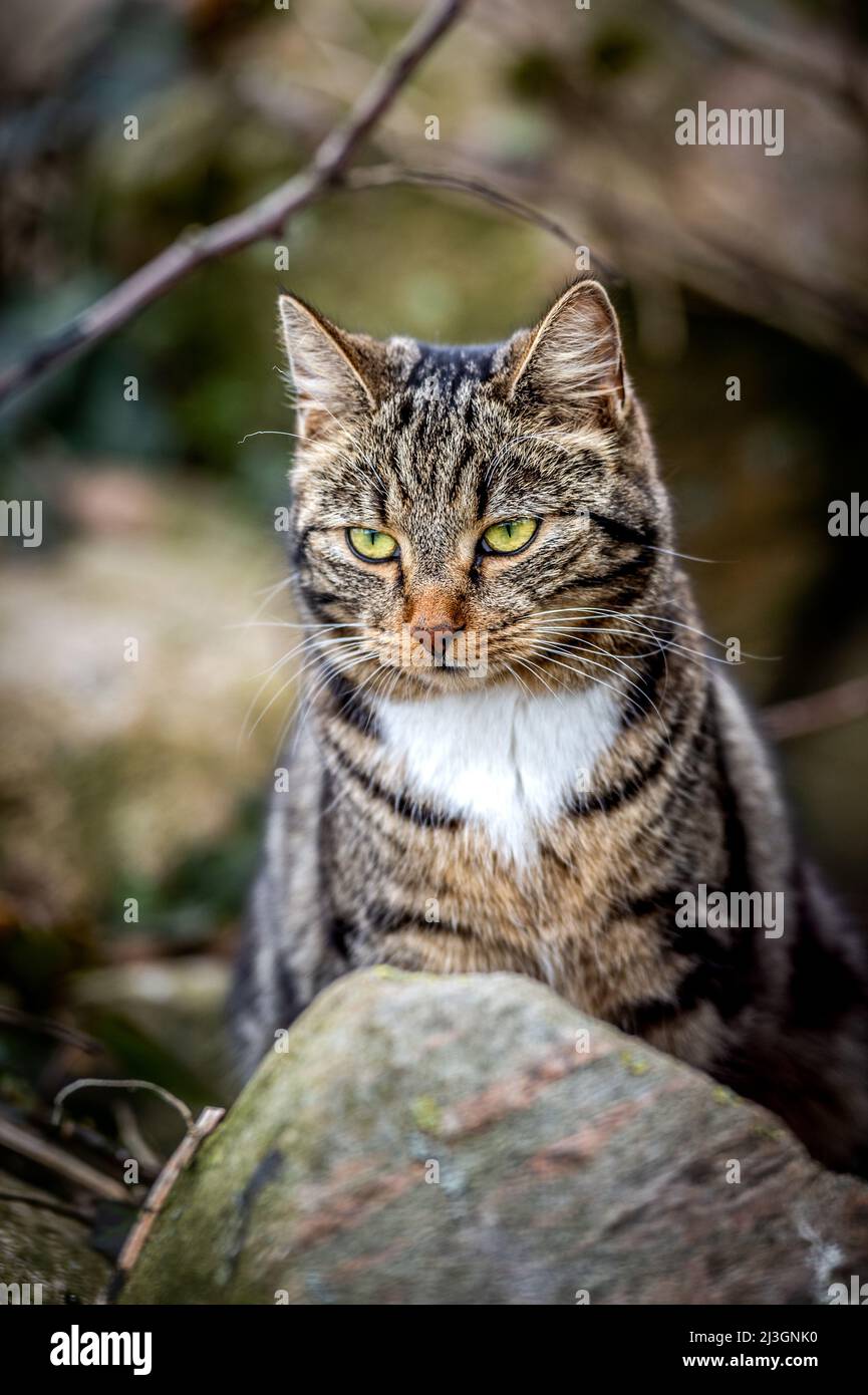 Cats on the hunt and in nature. cool cat. looking for somthing to hunt ...