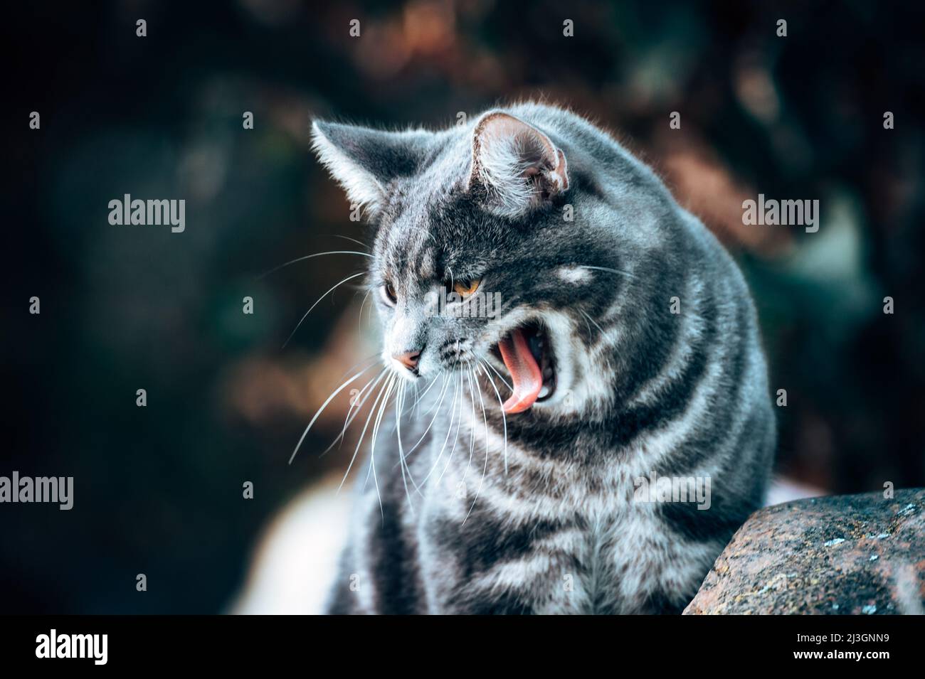 Cats on the hunt and in nature. cool cat. looking for somthing to hunt ...