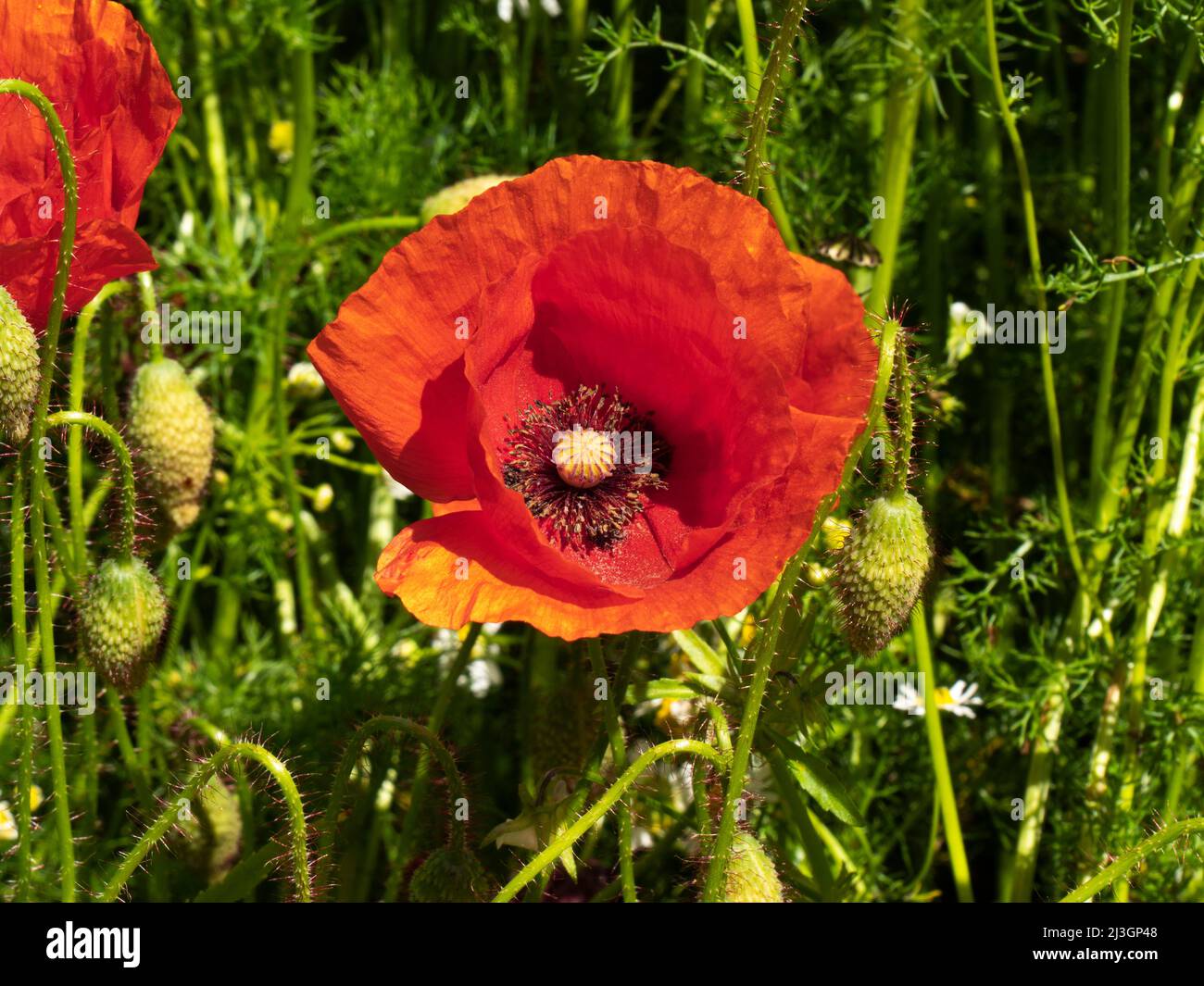 Red corn poppy flower with capsule with a wild meadow in the background ...