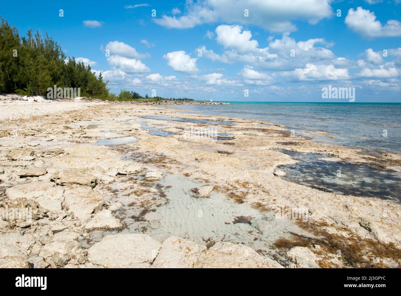 The rocky beach with washed away sand by the hurricane on Grand Bahama ...