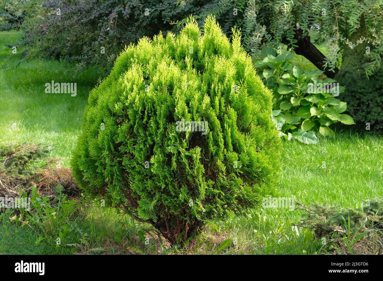 Bush of evergreen conifers in a city park. Gardening and landscaping ...