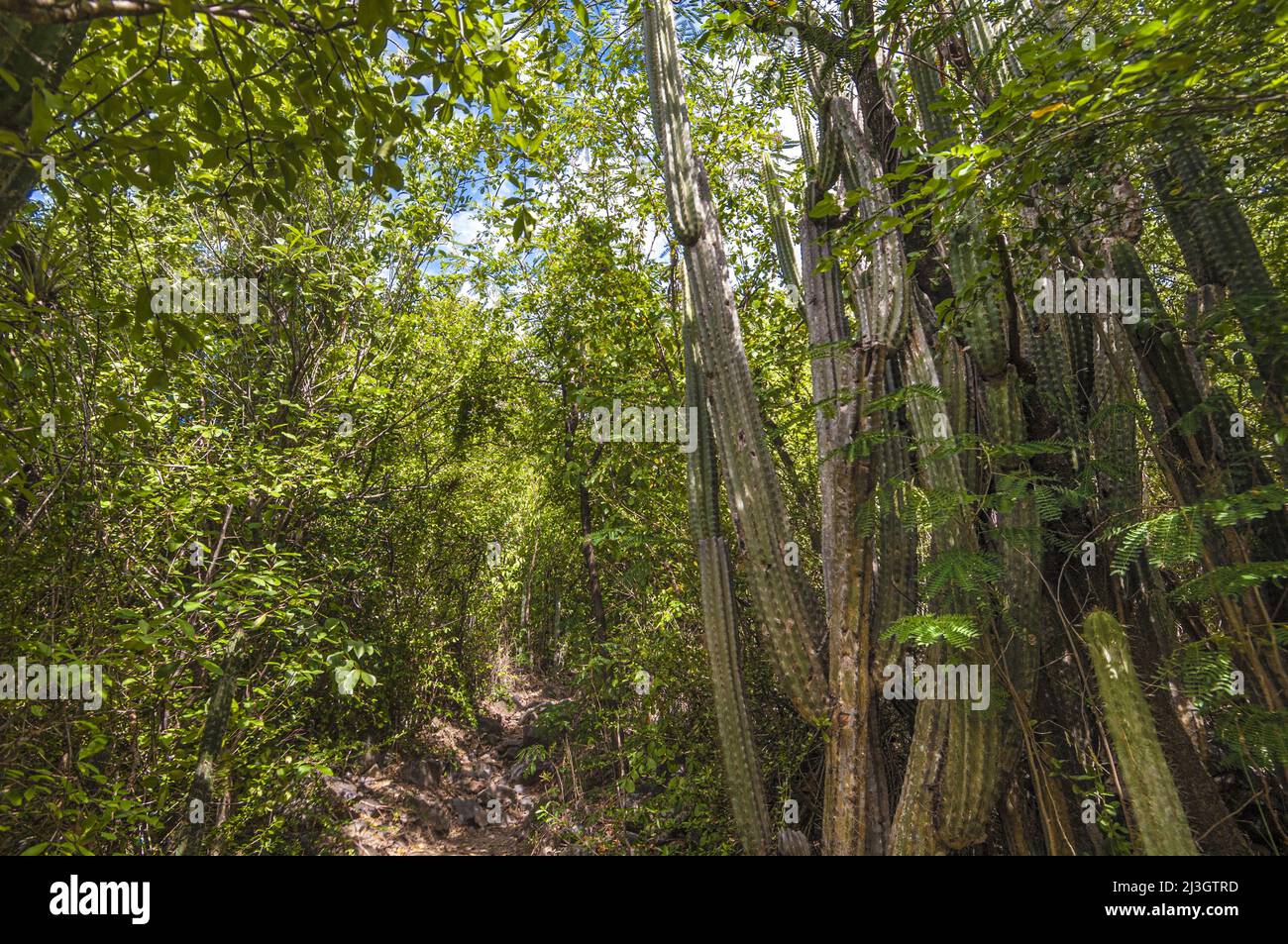 France, Lesser Antilles, French West Indies, Saint-Martin, National ...