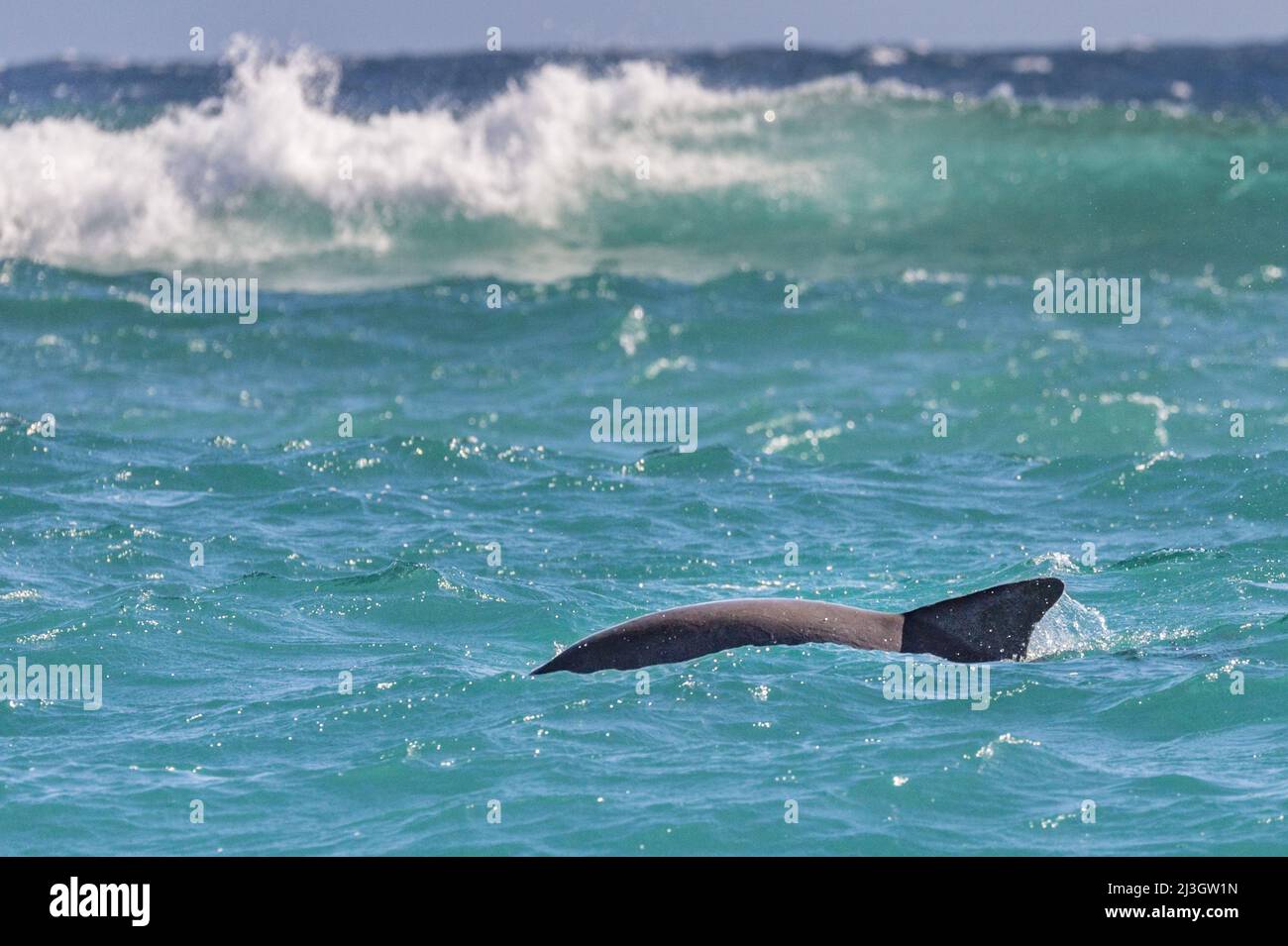 Dolphin island nature reserve hi-res stock photography and images - Alamy