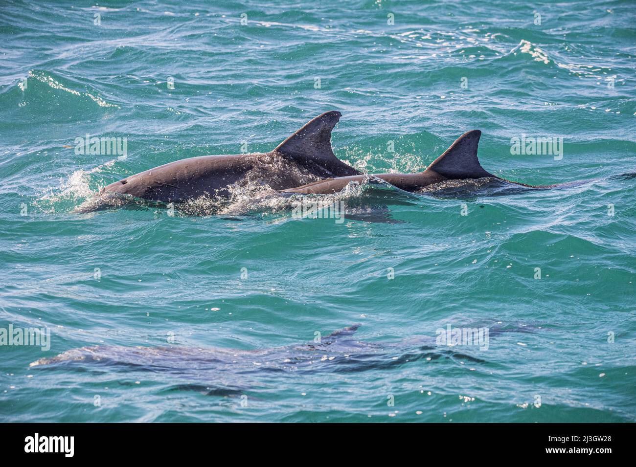 Dolphin island nature reserve hi-res stock photography and images - Alamy