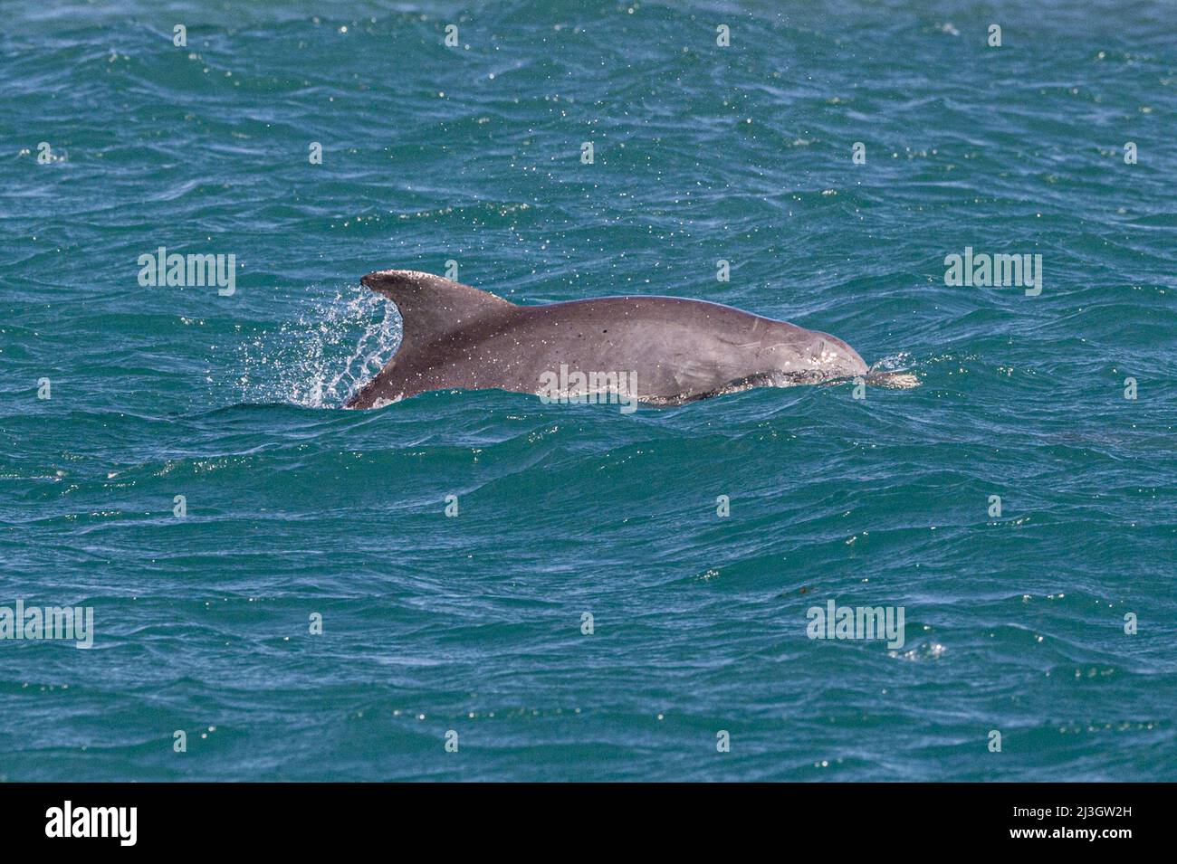 Dolphin island nature reserve hi-res stock photography and images - Alamy
