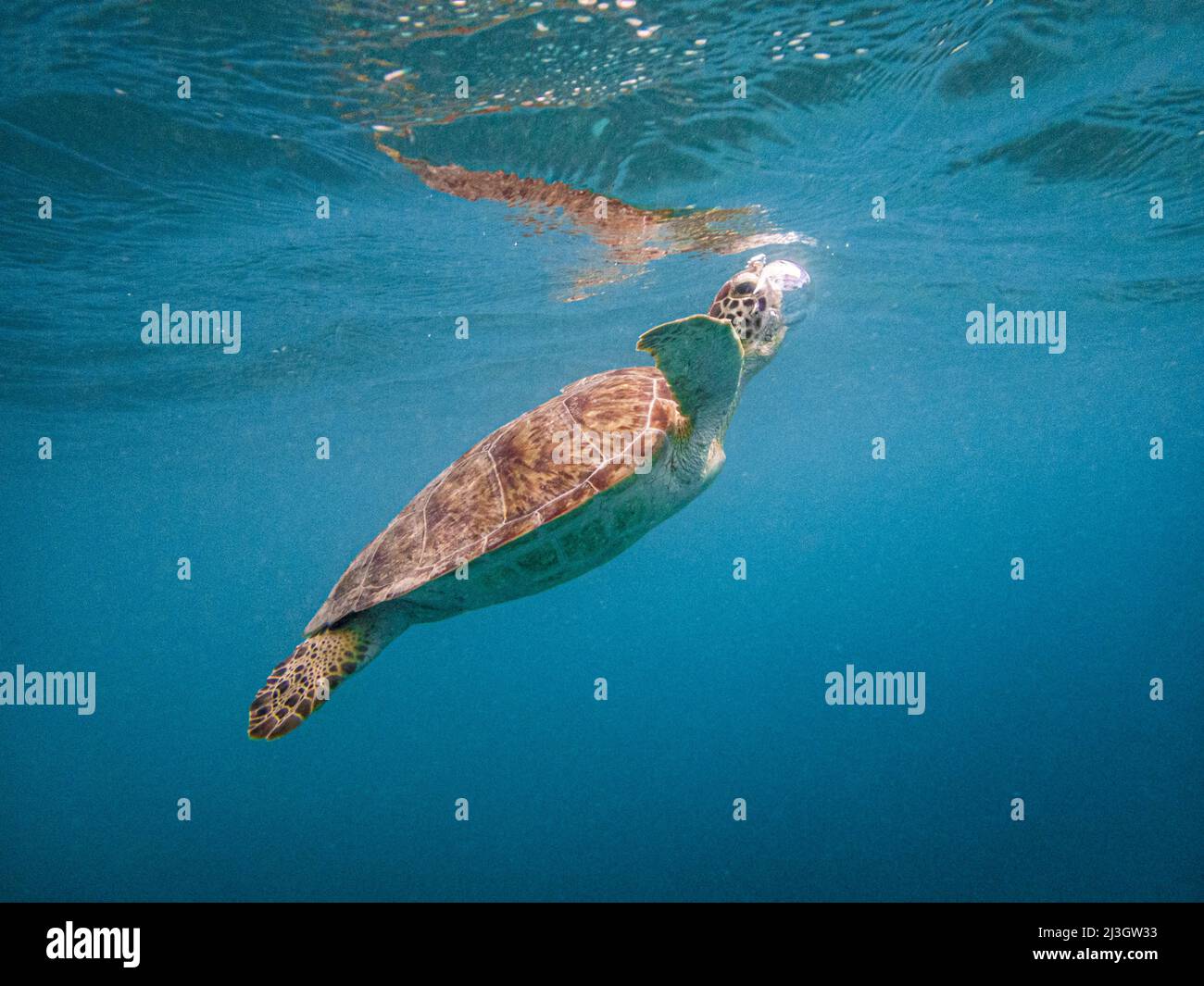 France, Lesser Antilles, French West Indies, Saint-Martin, National ...