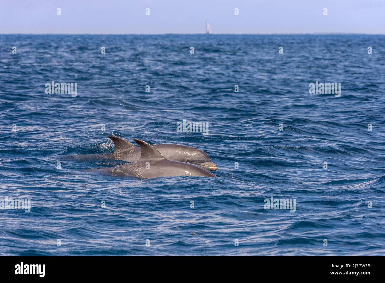 America, Caribbean, Lesser Antilles, French West Indies, Saint-Martin ...