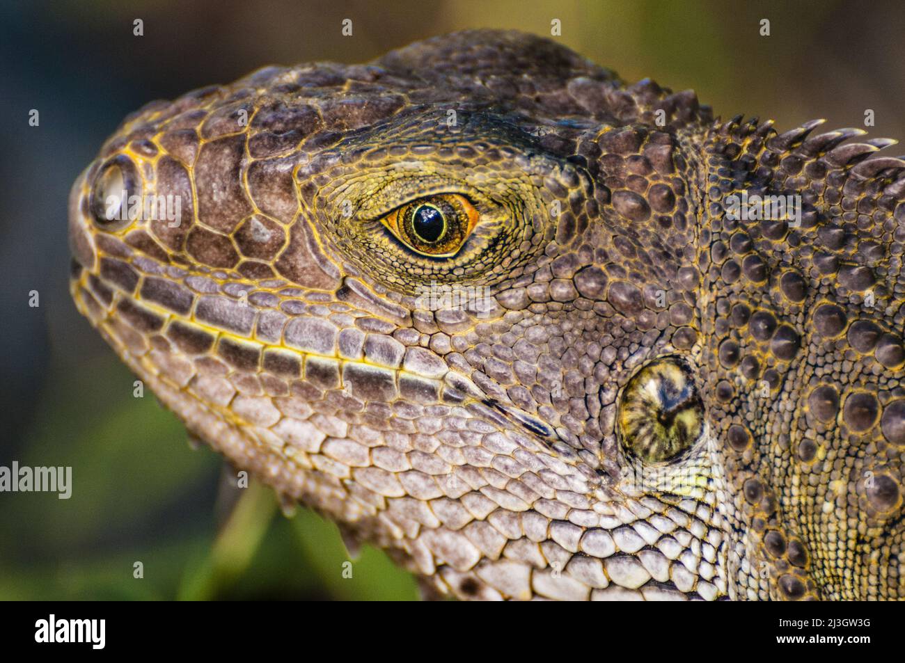 France, Lesser Antilles, French West Indies, Saint-Martin, National ...