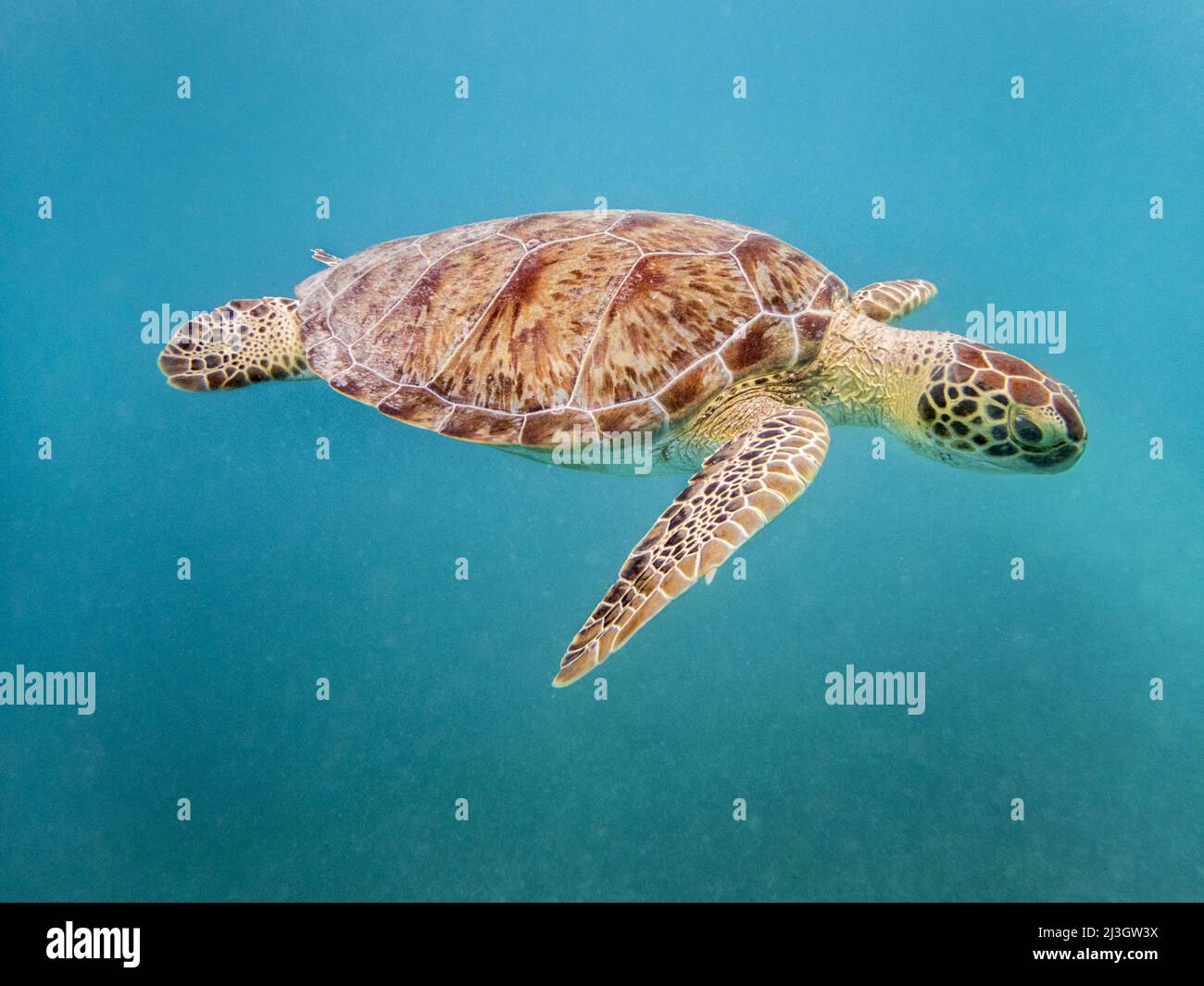 France, Lesser Antilles, French West Indies, Saint-Martin, National ...