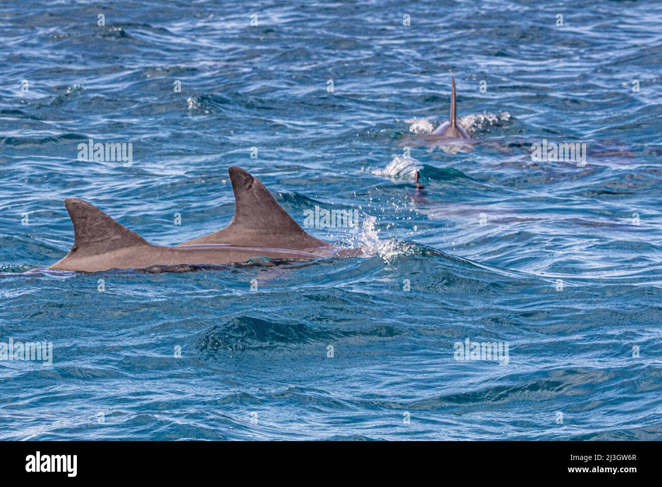 France, Lesser Antilles, French West Indies, Saint-Martin, National ...