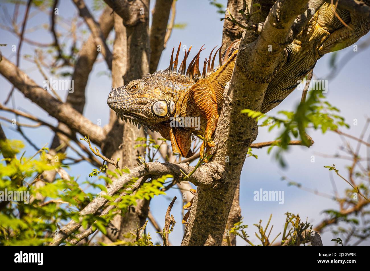 France, Lesser Antilles, French West Indies, Saint-Martin, National ...