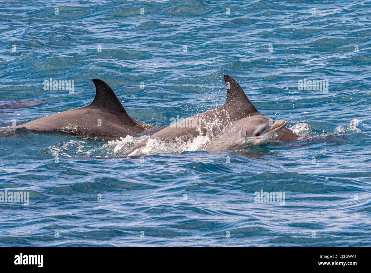 France, Lesser Antilles, French West Indies, Saint-Martin, National ...